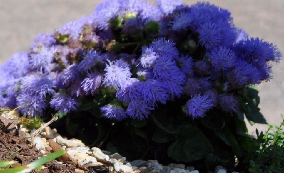 Pantone's Very Peri, Courtesy of Ageratum - Winter Greenhouse