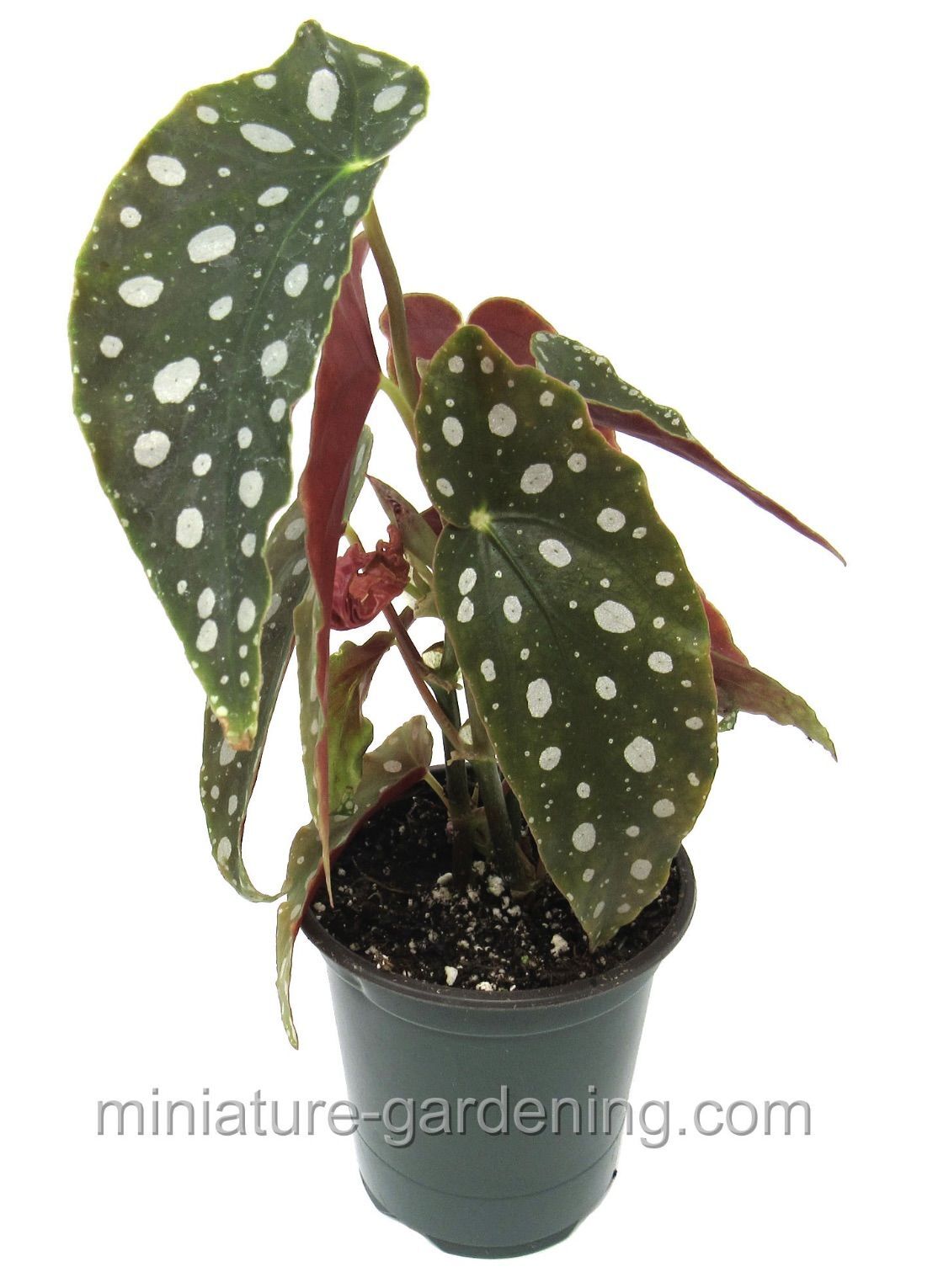 Begonia maculata: Polka Dots on Angel Wings - Winter Greenhouse