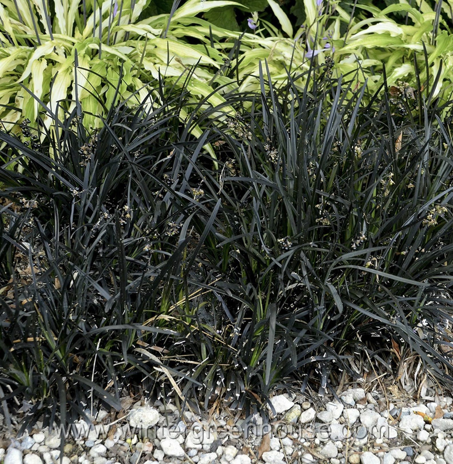 Ornamental Grass as Part of the Gardenscape - Winter Greenhouse