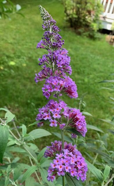 The Mid-March Cutting Back of Buddleias - Winter Greenhouse