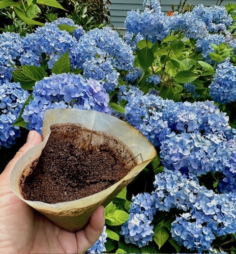 Spilling the Beans About Using Coffee with Hydrangeas and Other Plants ...