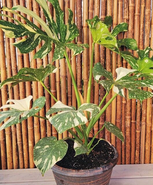 Monstera 'Thai Constellation': Dramatic Looks, But Not a Drama Queen ...