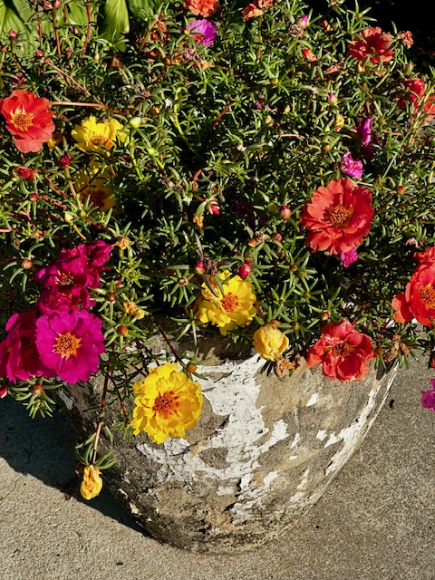 Portulaca and Other Amazing Self-Seeding Plants - Winter Greenhouse