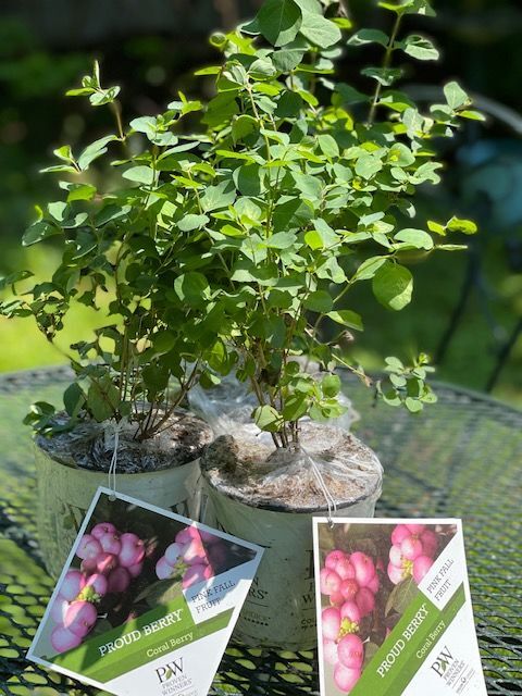 Feeling "In the Pink" With Coral Berry - Winter Greenhouse