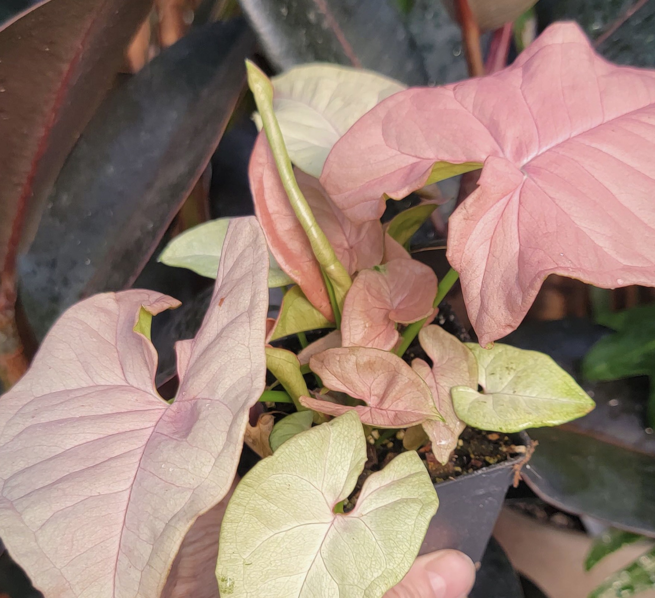 Spearheading 2024 with Arrowhead Plants - Winter Greenhouse