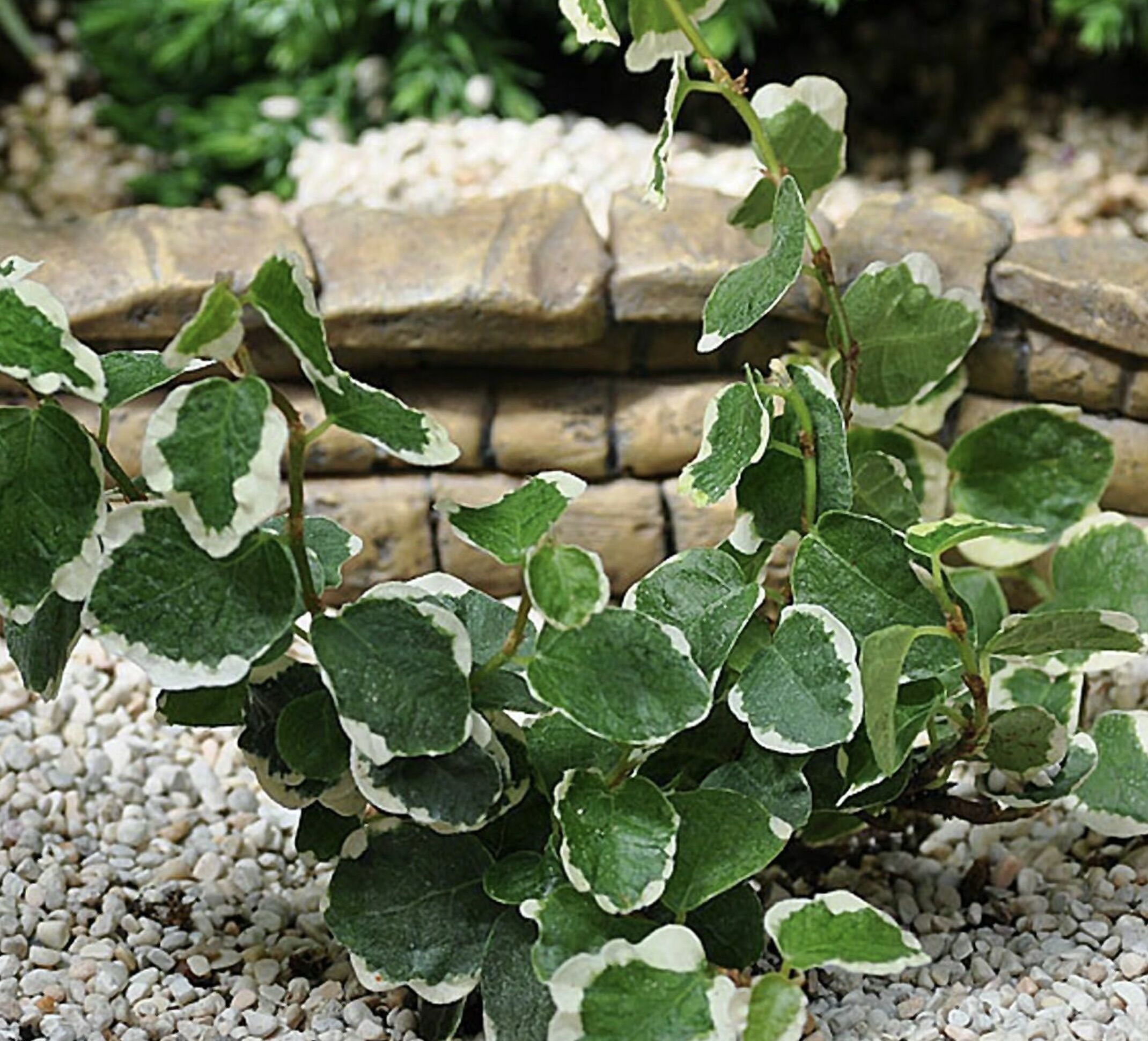 Ficus Pumila, the Creeping Fig - Winter Greenhouse