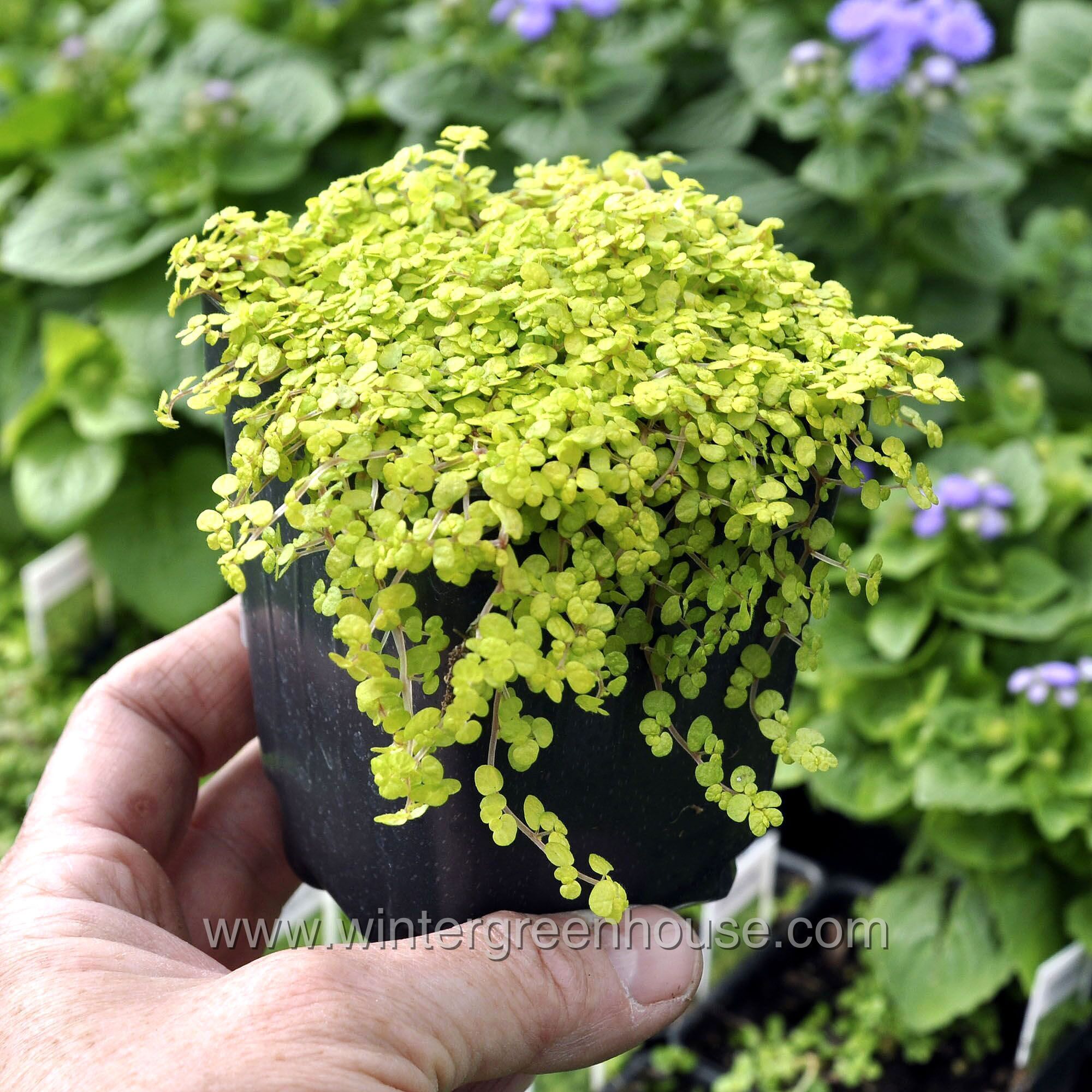 Winter Greenhouse - Baby Tears, Golden > $8.99