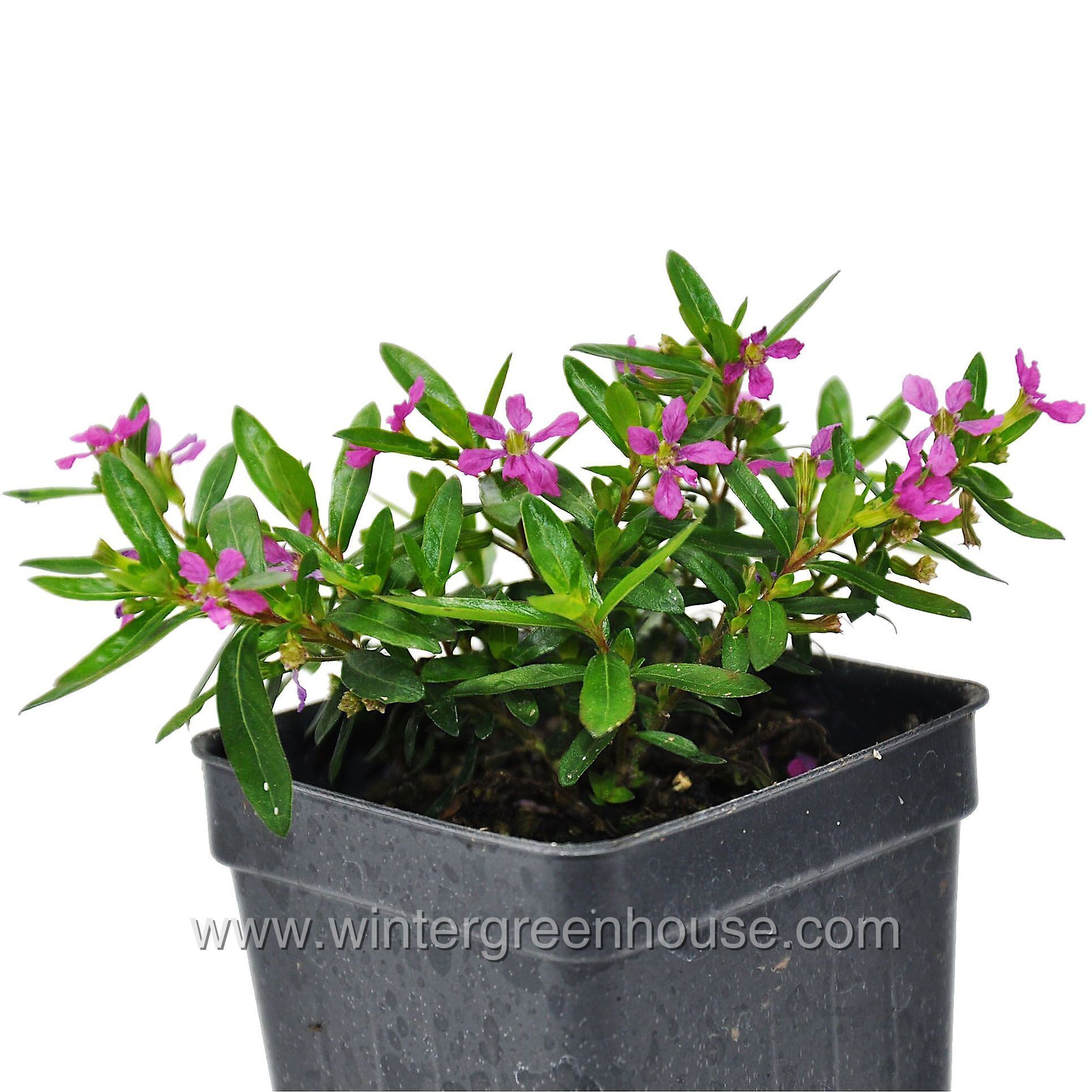 Winter Greenhouse - Cuphea hyssopifolia, Tiny Elfin Herb > $6.99
