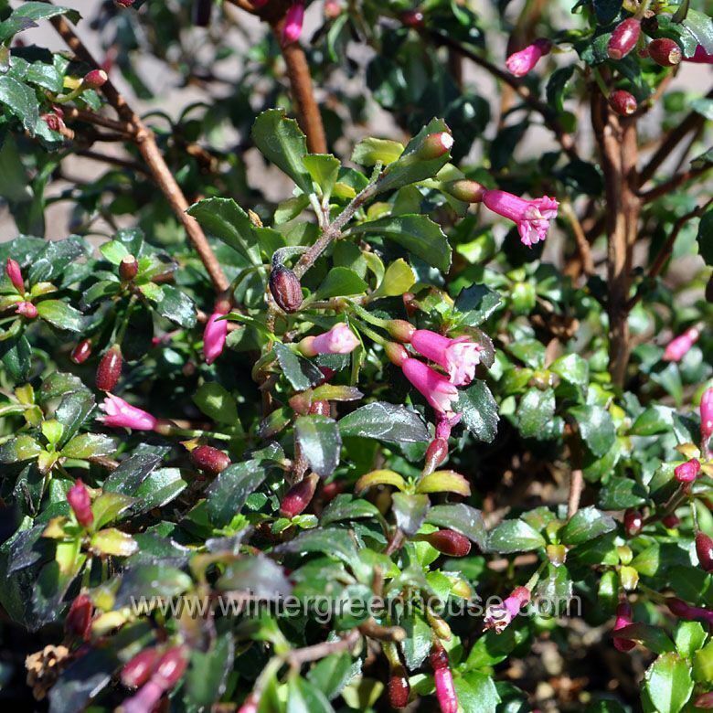 Winter Greenhouse - Fuchsia, Lottie Hobby > $7.99