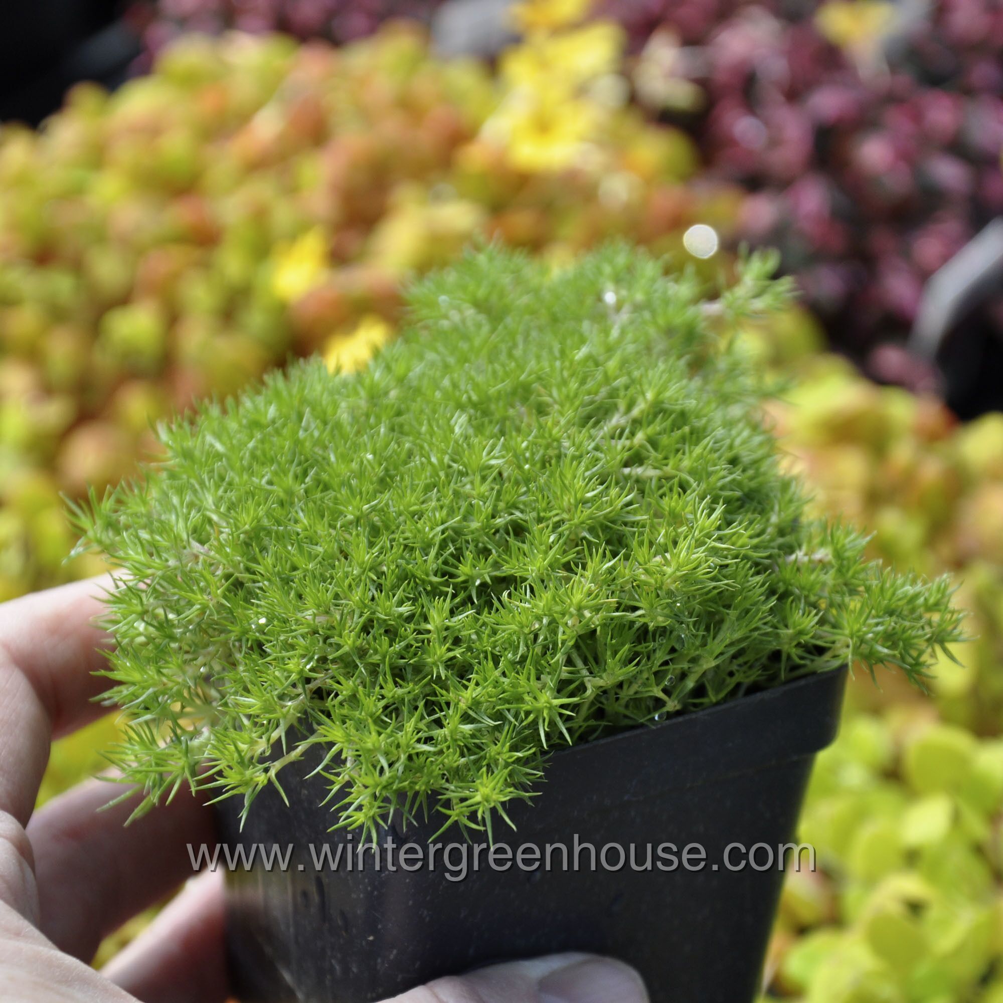 Winter Greenhouse - Scleranthus biflorus > $8.99