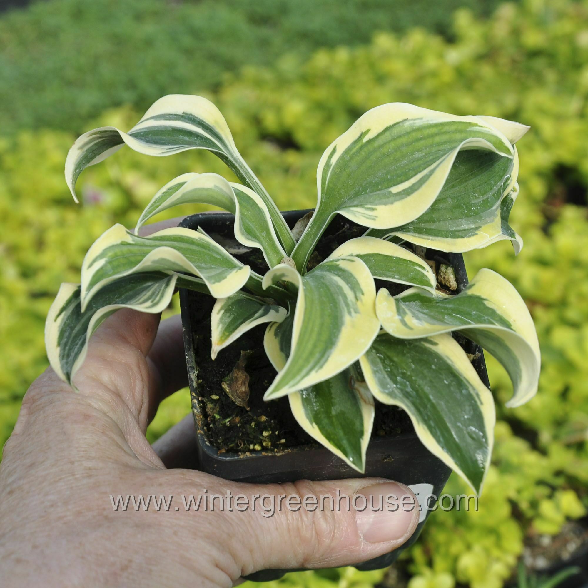 Winter Greenhouse - Hosta, Mini Skirt > $9.99