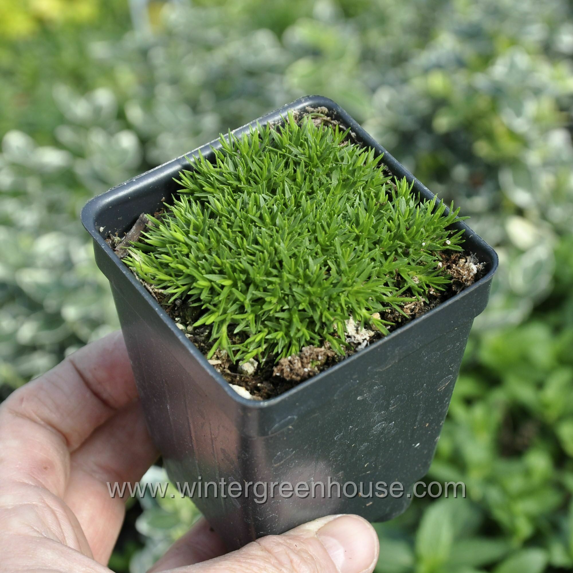 Winter Greenhouse - Arenaria Wallowa Mountains > $7.99