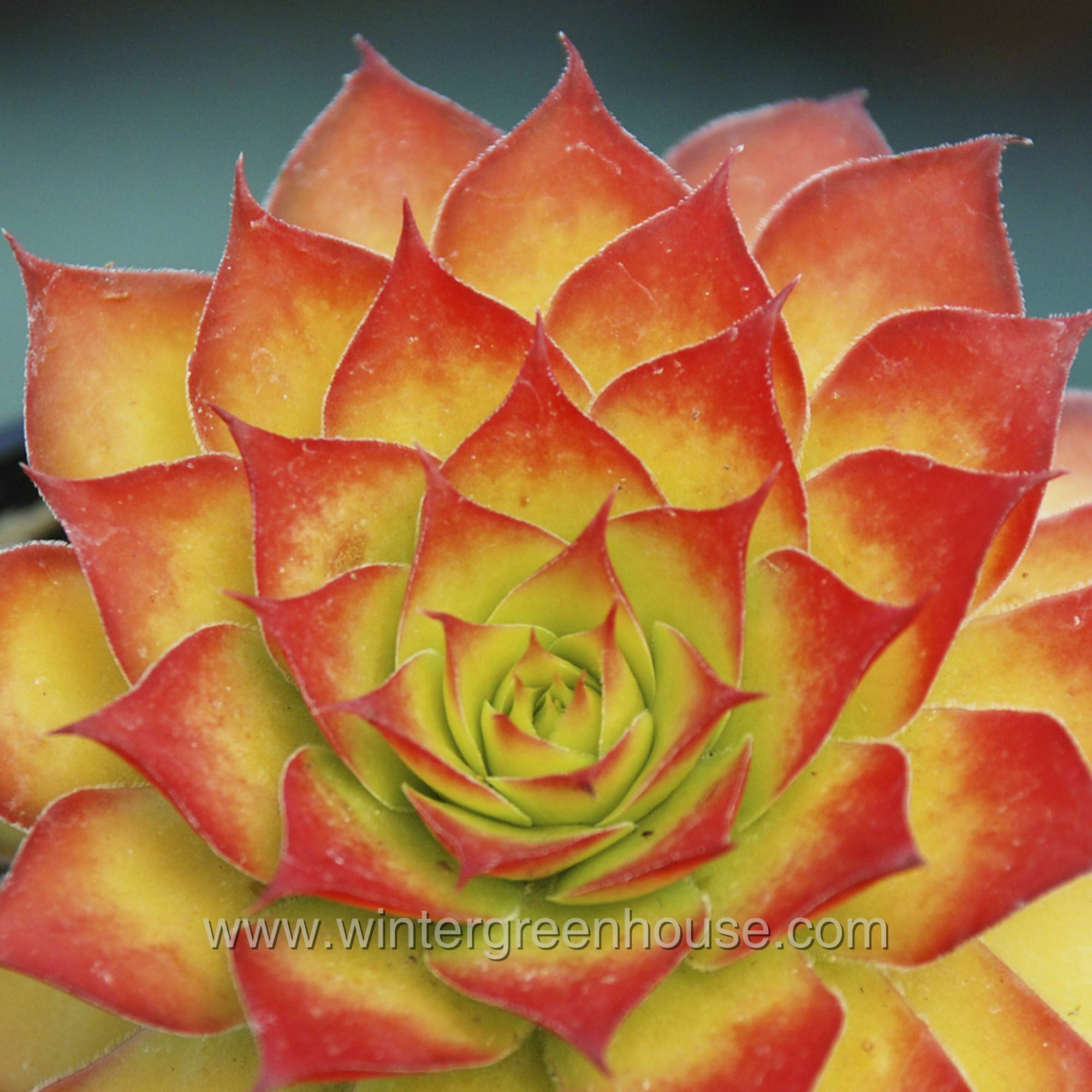 Winter Greenhouse - Sempervivum Chick Charms®, Gold Nugget > $7.99