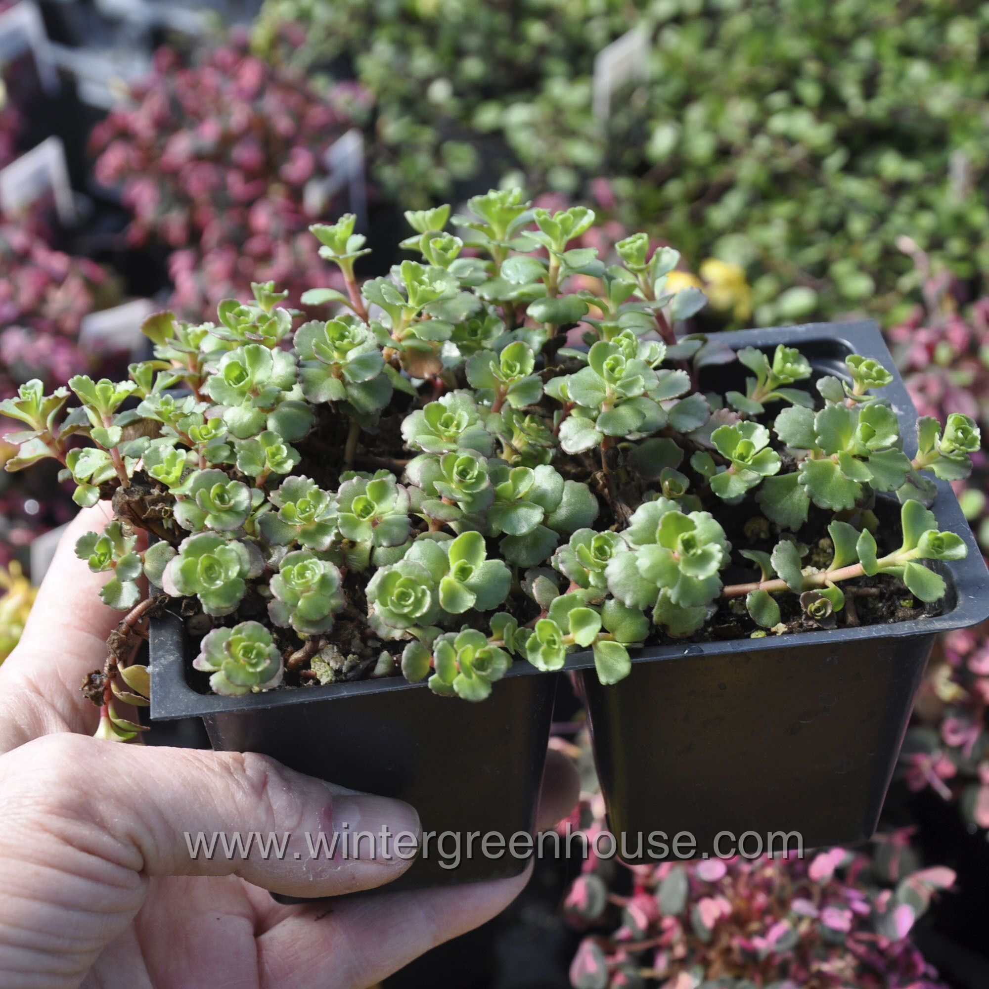 Dragons Blood Sedum Ground Cover