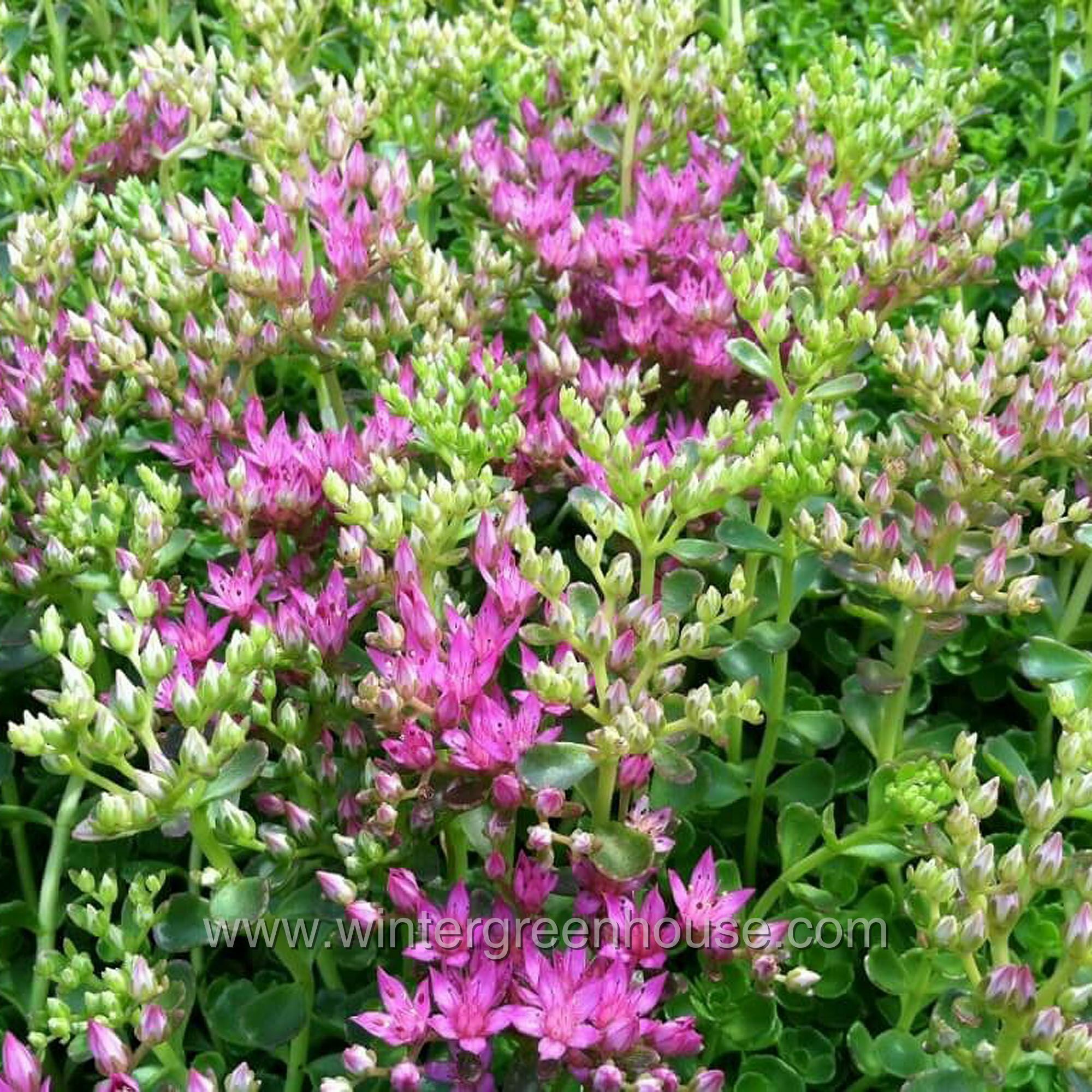 Winter Greenhouse Sedum Spurium John Creech Ground Cover 699
