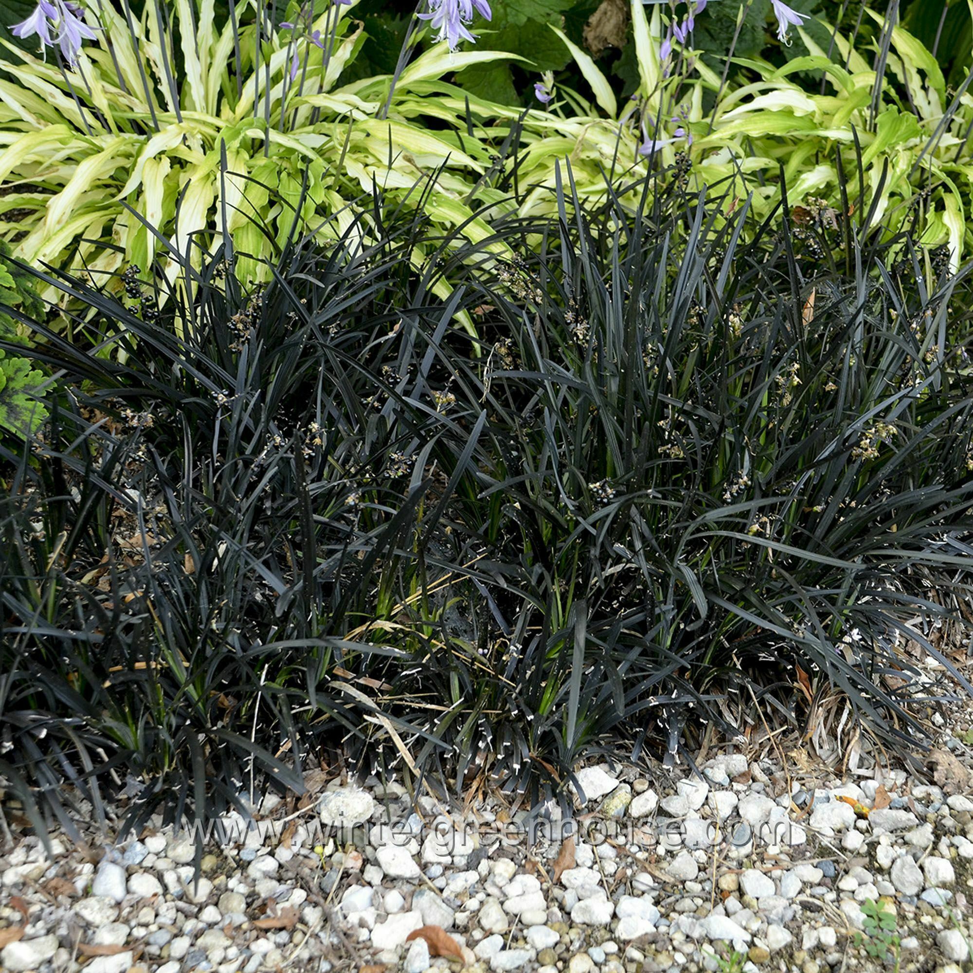 Flowering Black Mondo Grass