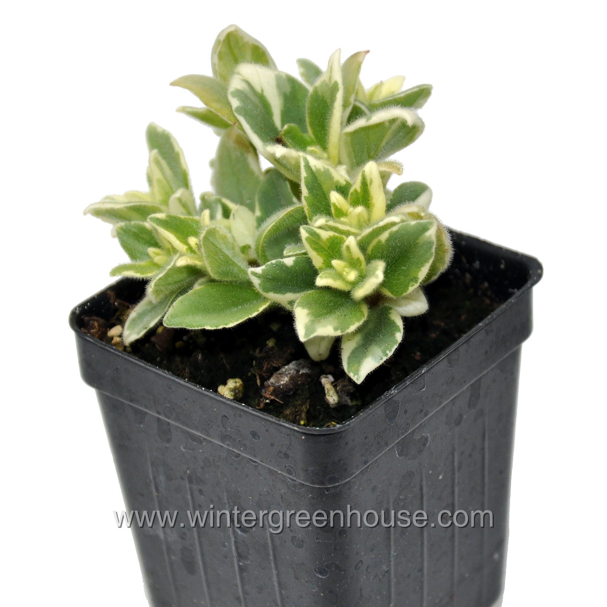 Winter Greenhouse - Columnea hirta, Variegated, Light Prince > $7.99