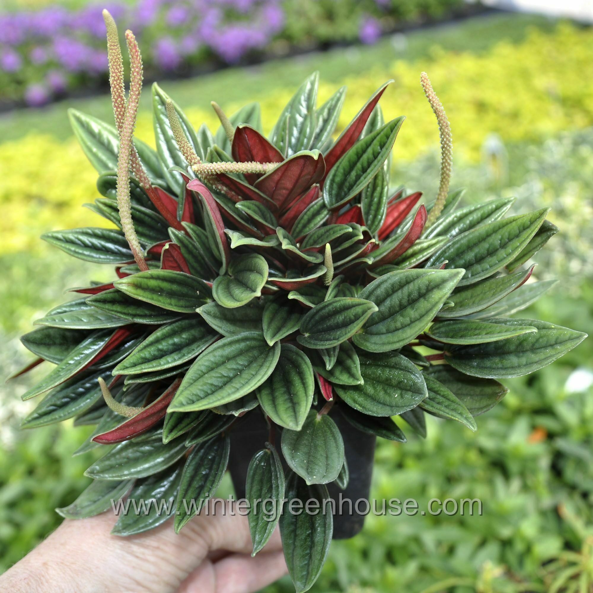 Winter Greenhouse - Peperomia caperata Rosso > $8.99