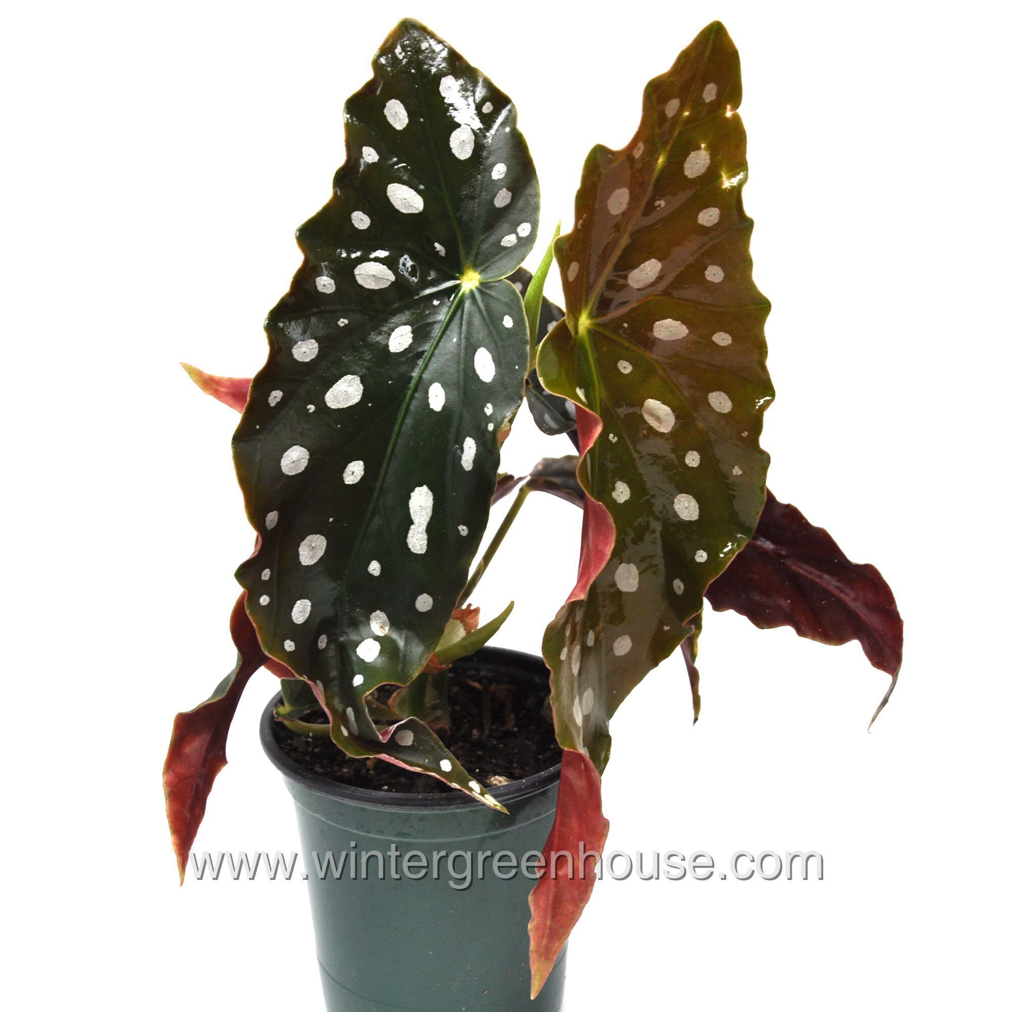 Winter Greenhouse - Begonia maculata > $17.99
