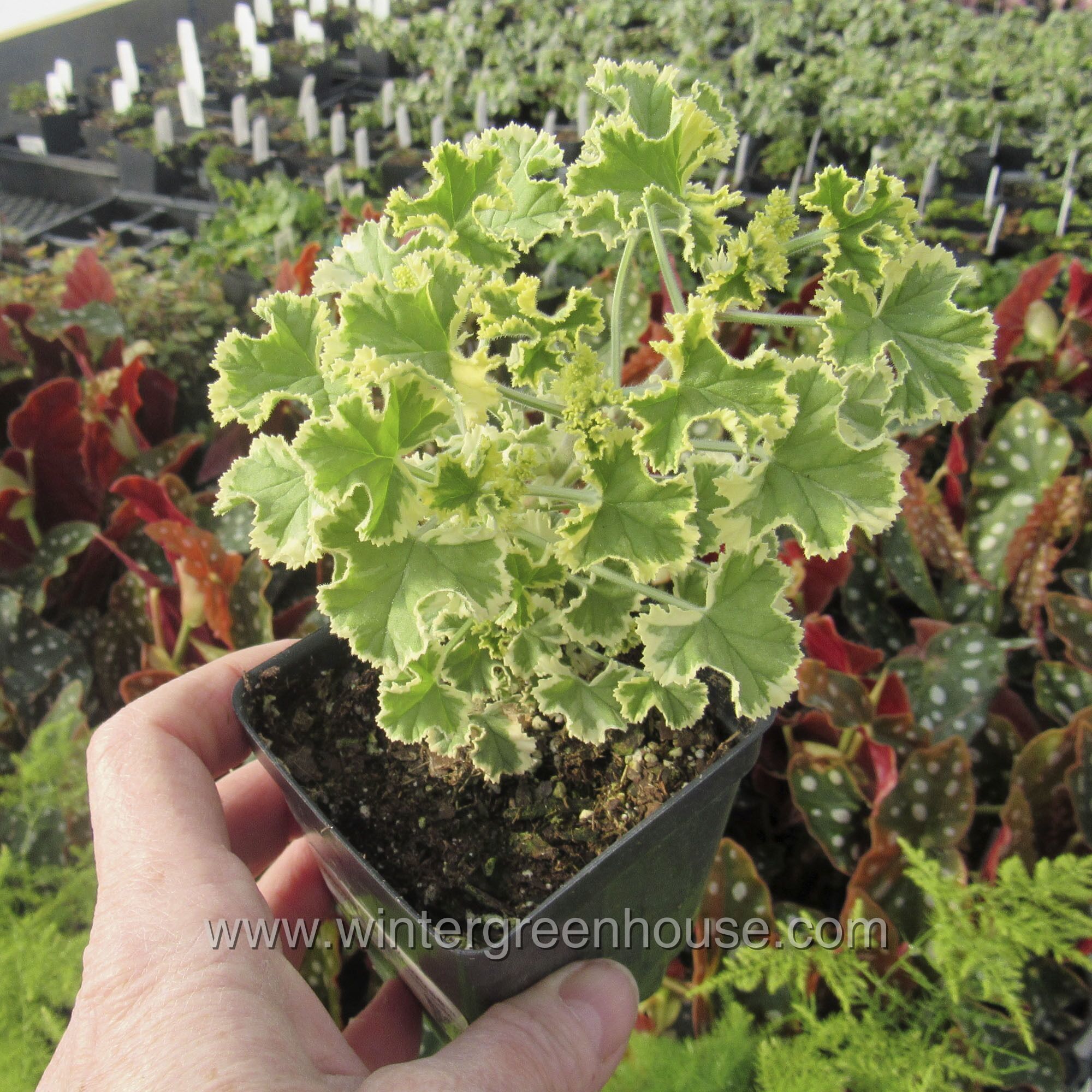 Winter Greenhouse - Pelargonium Geranium Prince Rupert Varie… > $11.99