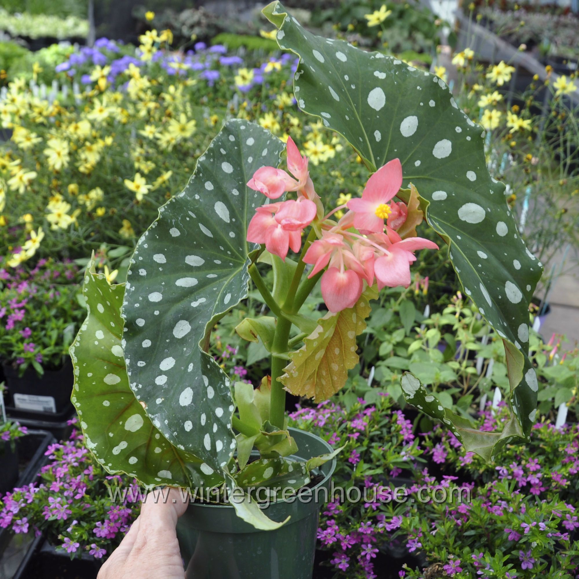 Winter Greenhouse - Begonia Flamingo Queen > $10.99