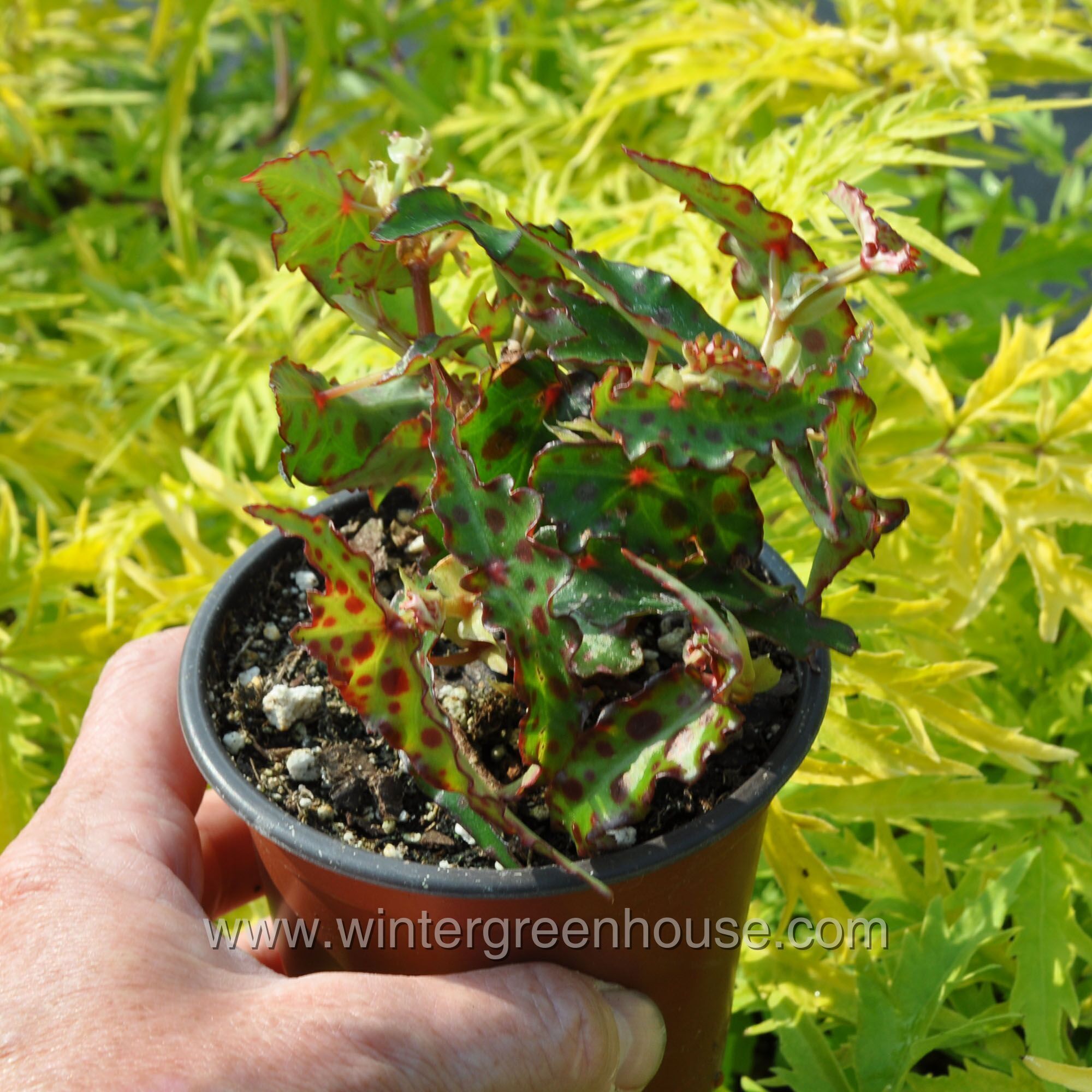 Winter Greenhouse - Begonia amphioxus, Butterfly > $9.99