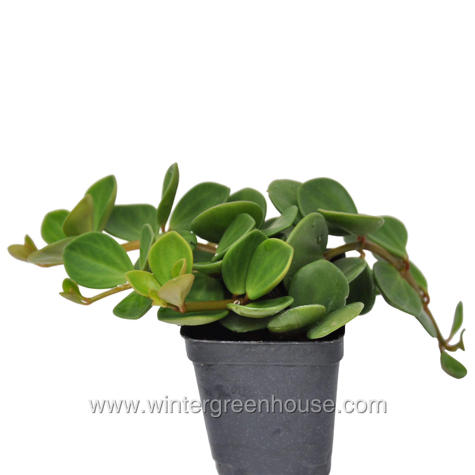 Winter Greenhouse - Peperomia tetraphylla, Hope > $6.99