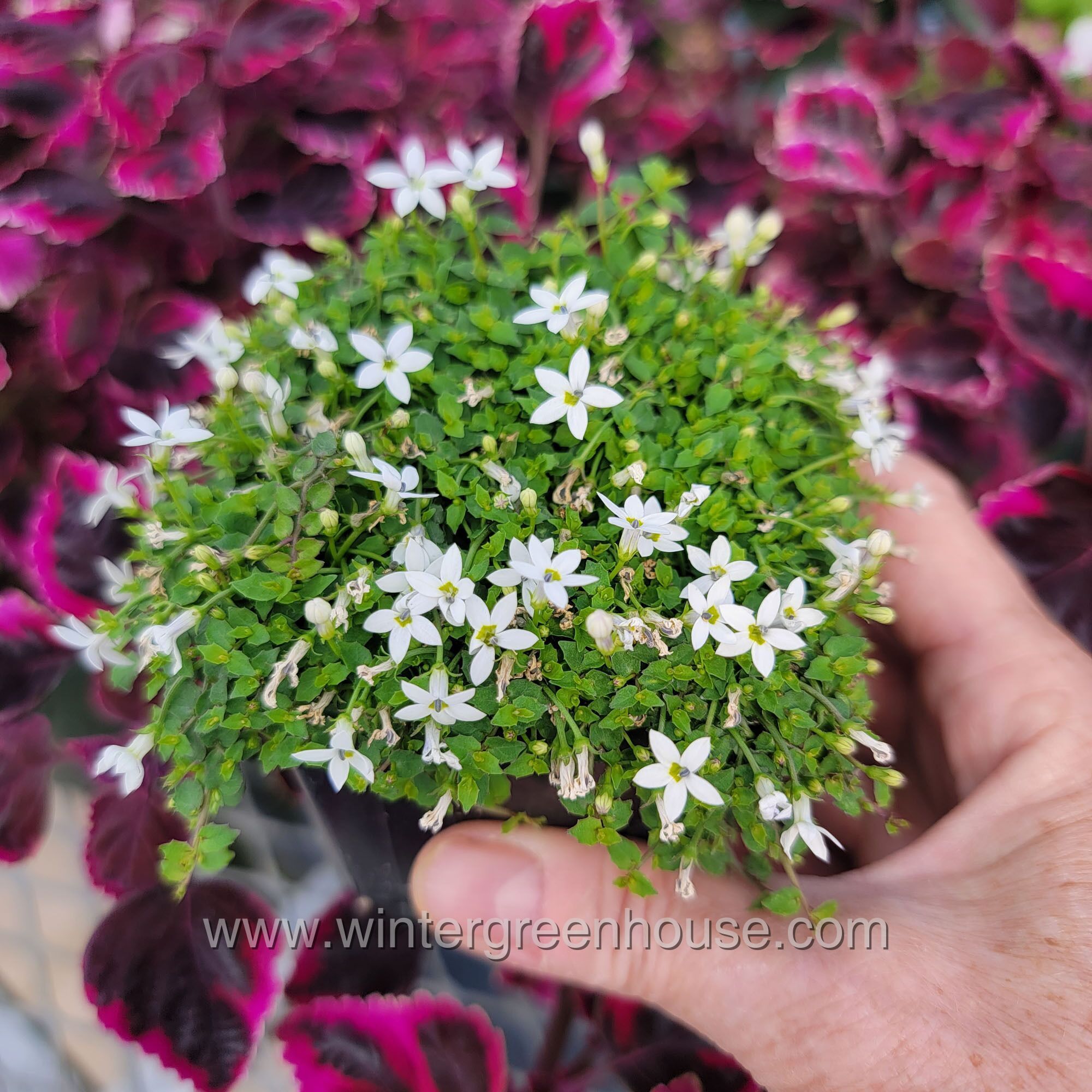 Winter Greenhouse - Isotoma fluviatilis, Pratia White > $5.99