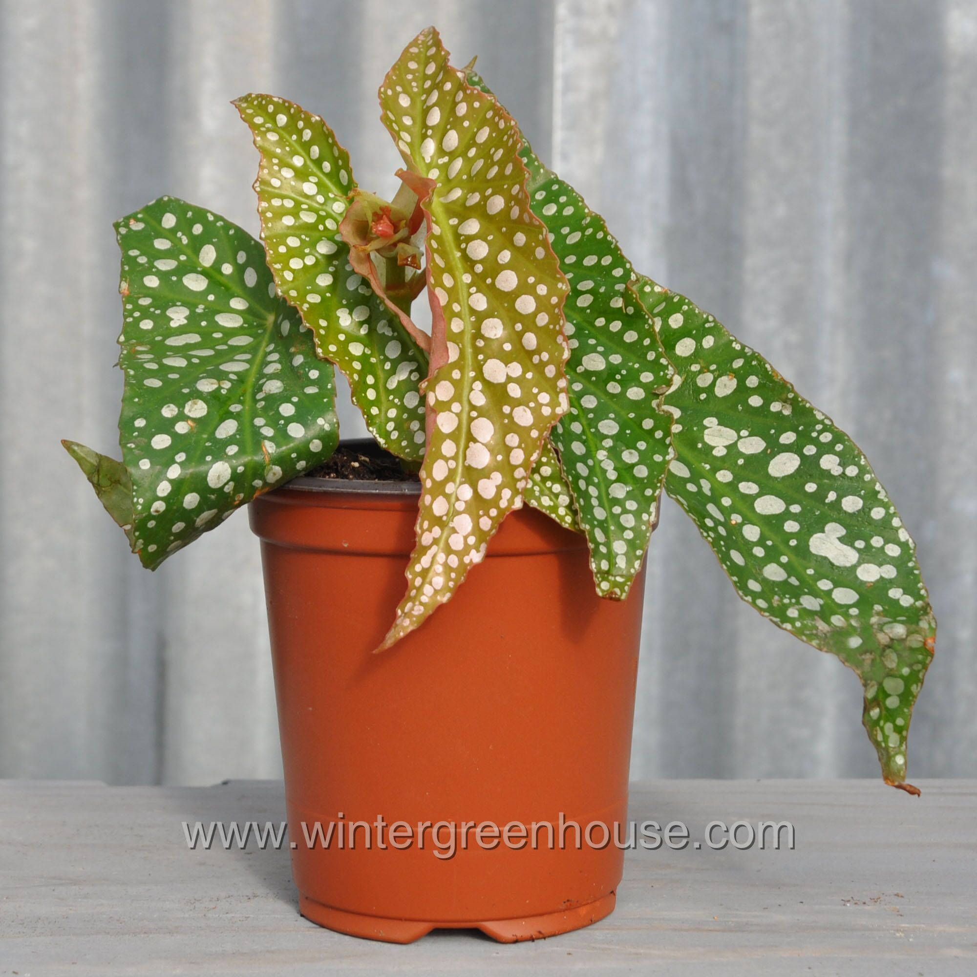 Winter Greenhouse - Begonia maculata Double Dot, Double Dot > $9.99