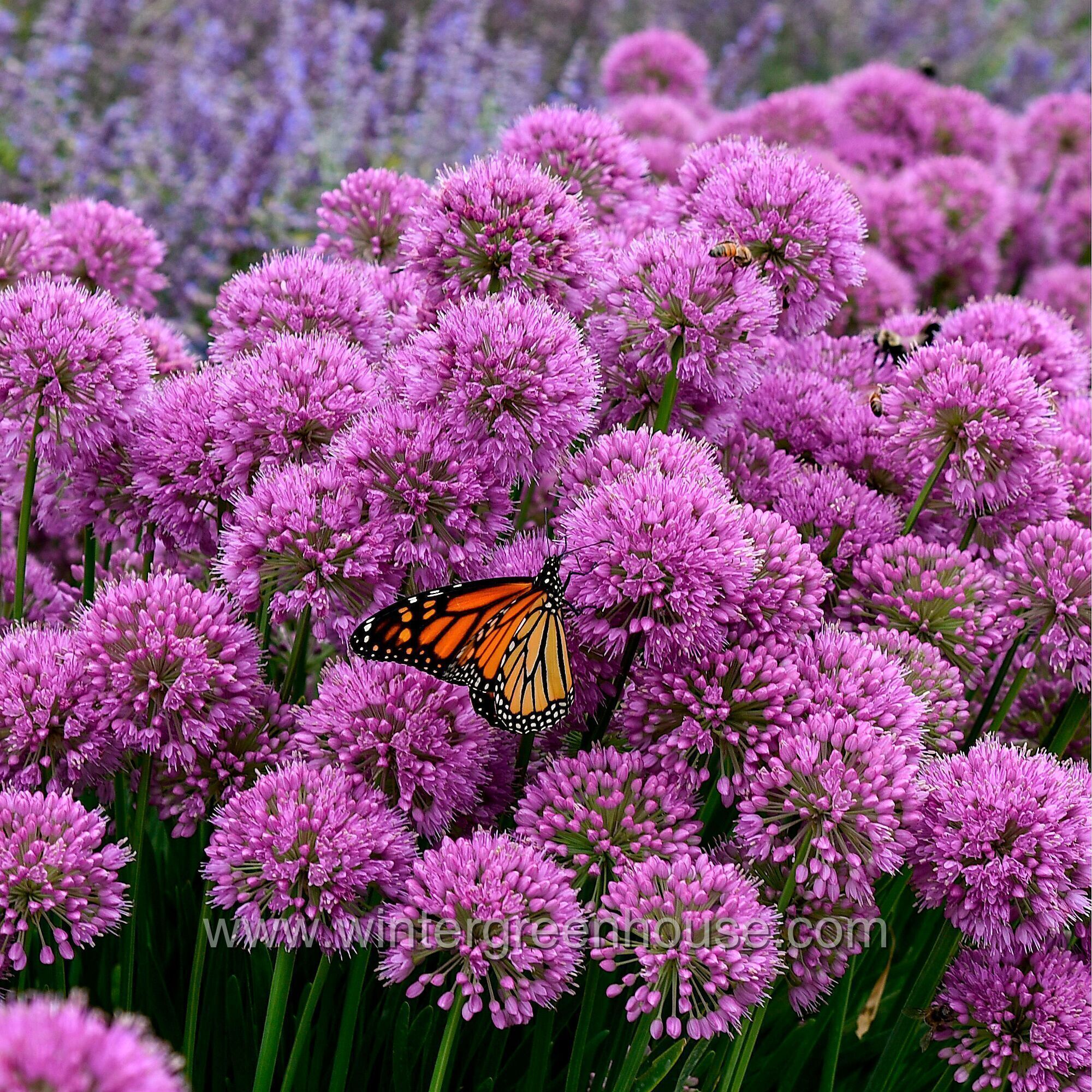 Winter Greenhouse - Allium, Serendipity > $12.99