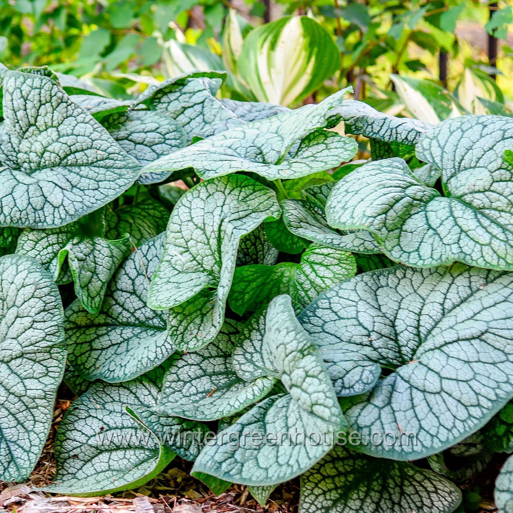 Winter Greenhouse - Brunnera macrophylla 'Jack of Diamonds' > $17.99