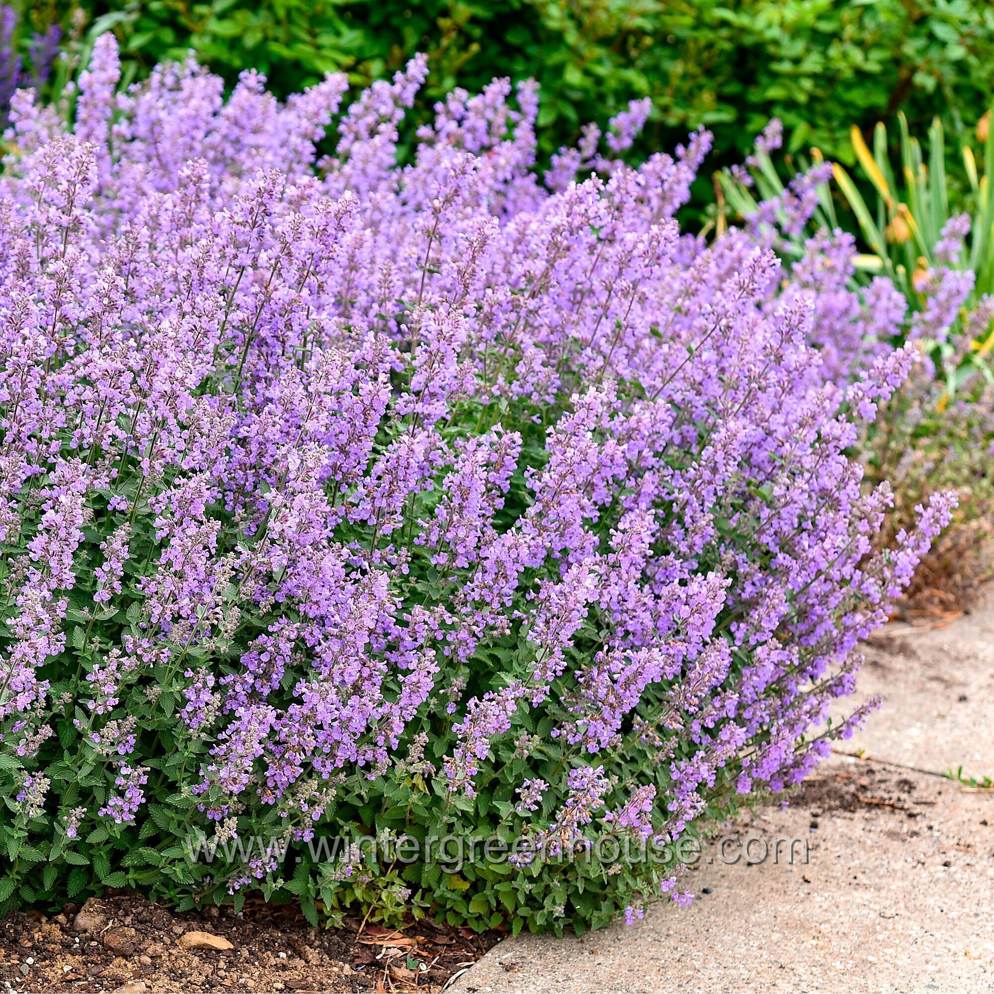 Winter Greenhouse - Nepeta faassenii, Cat's Meow > $11.99
