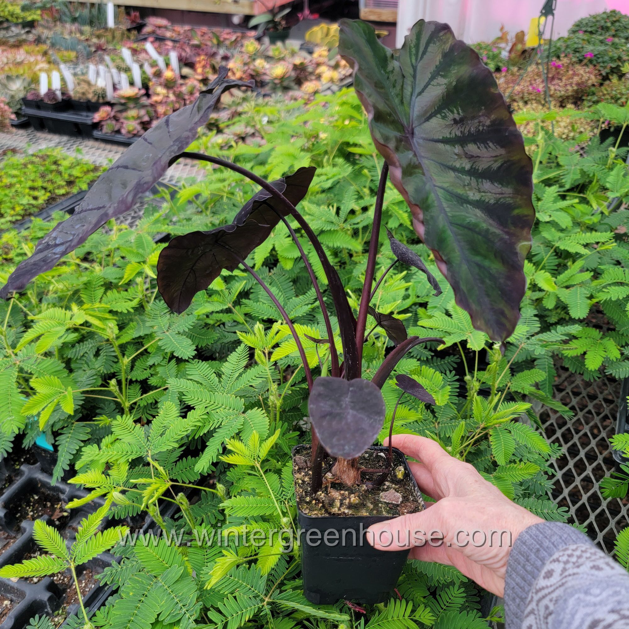 Winter Greenhouse - Colocasia, Redemption > $12.99