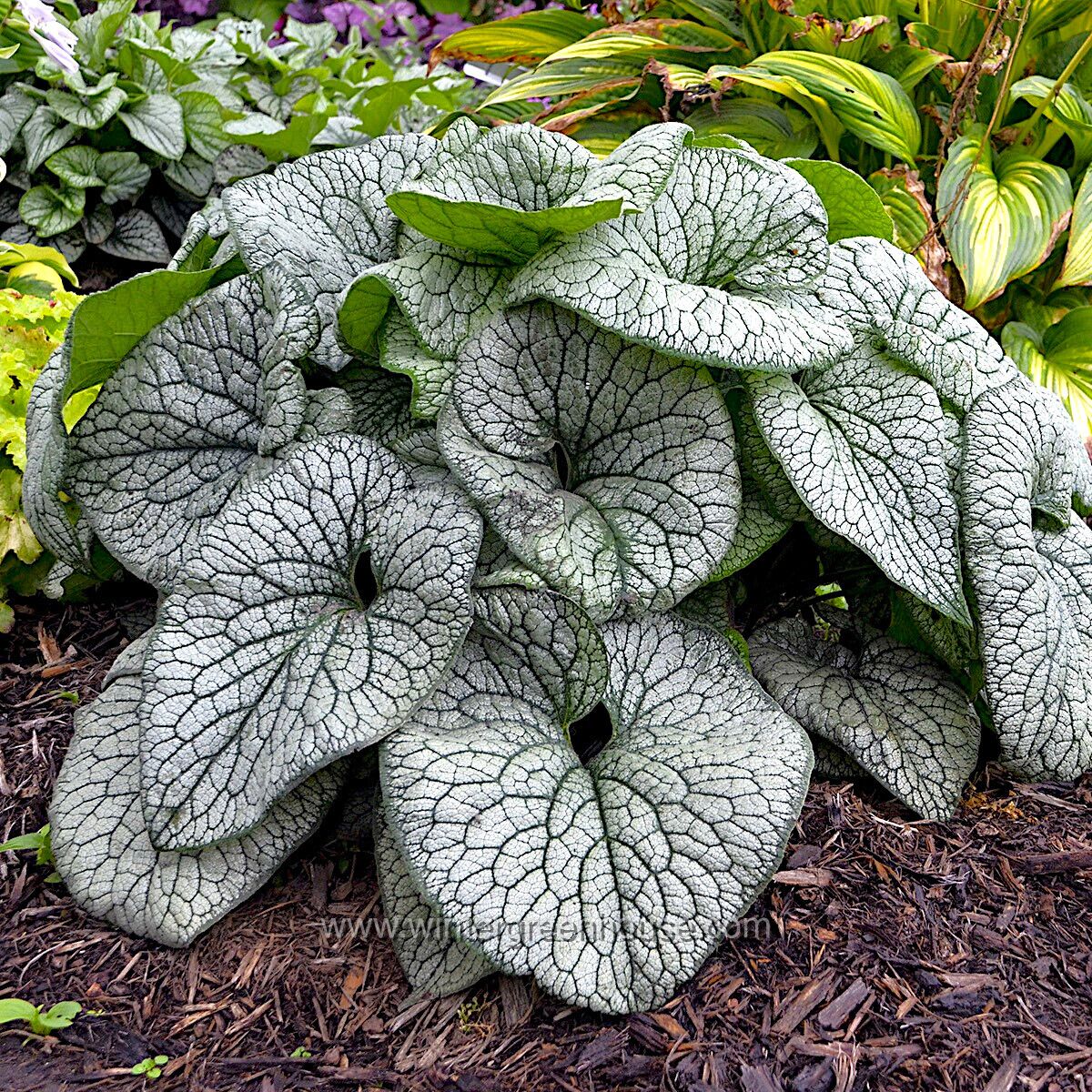 Winter Greenhouse - Brunnera macrophylla, 'Queen of Hearts' … > $13.99