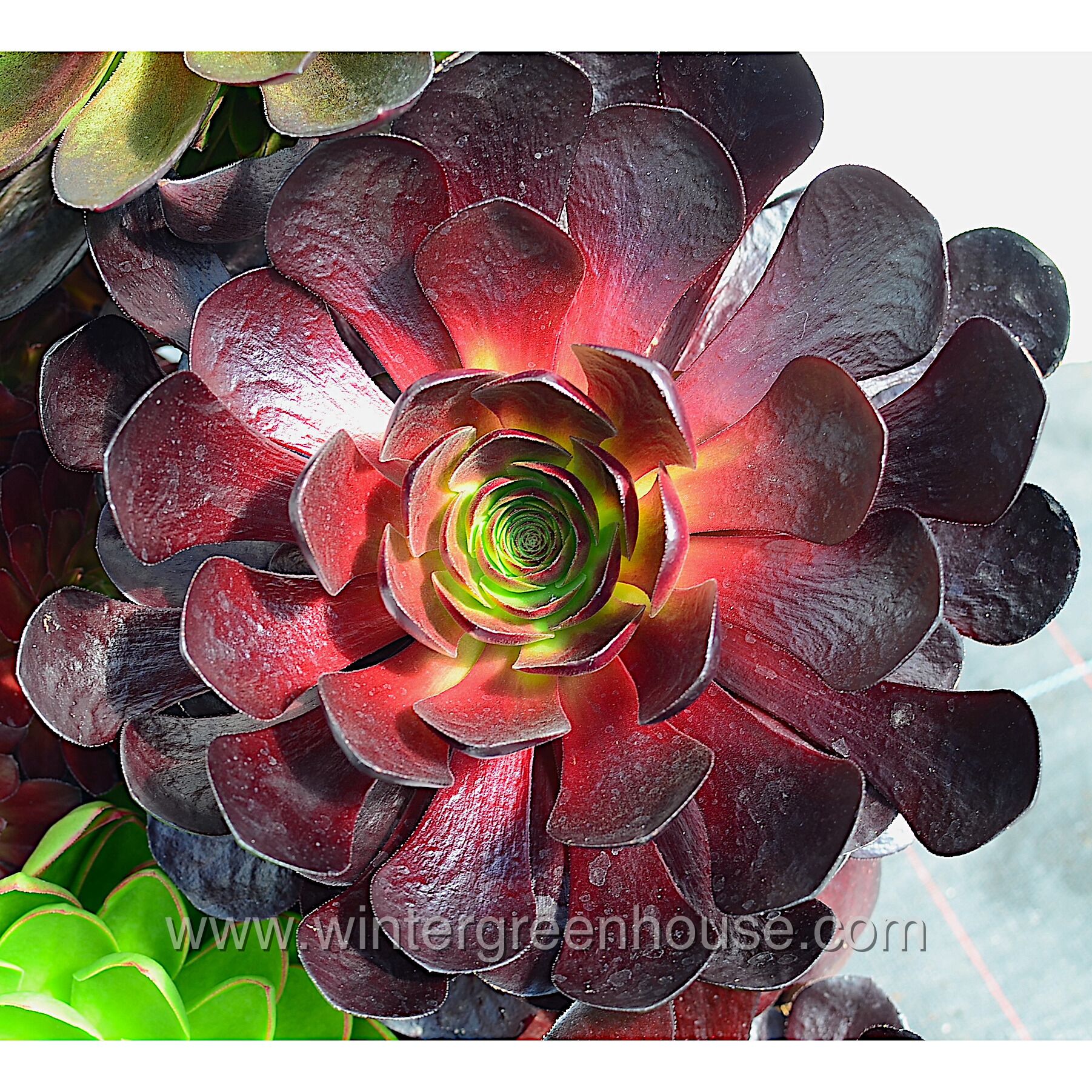 Winter Greenhouse - Semponium 'Surreal Vortex' > $6.99