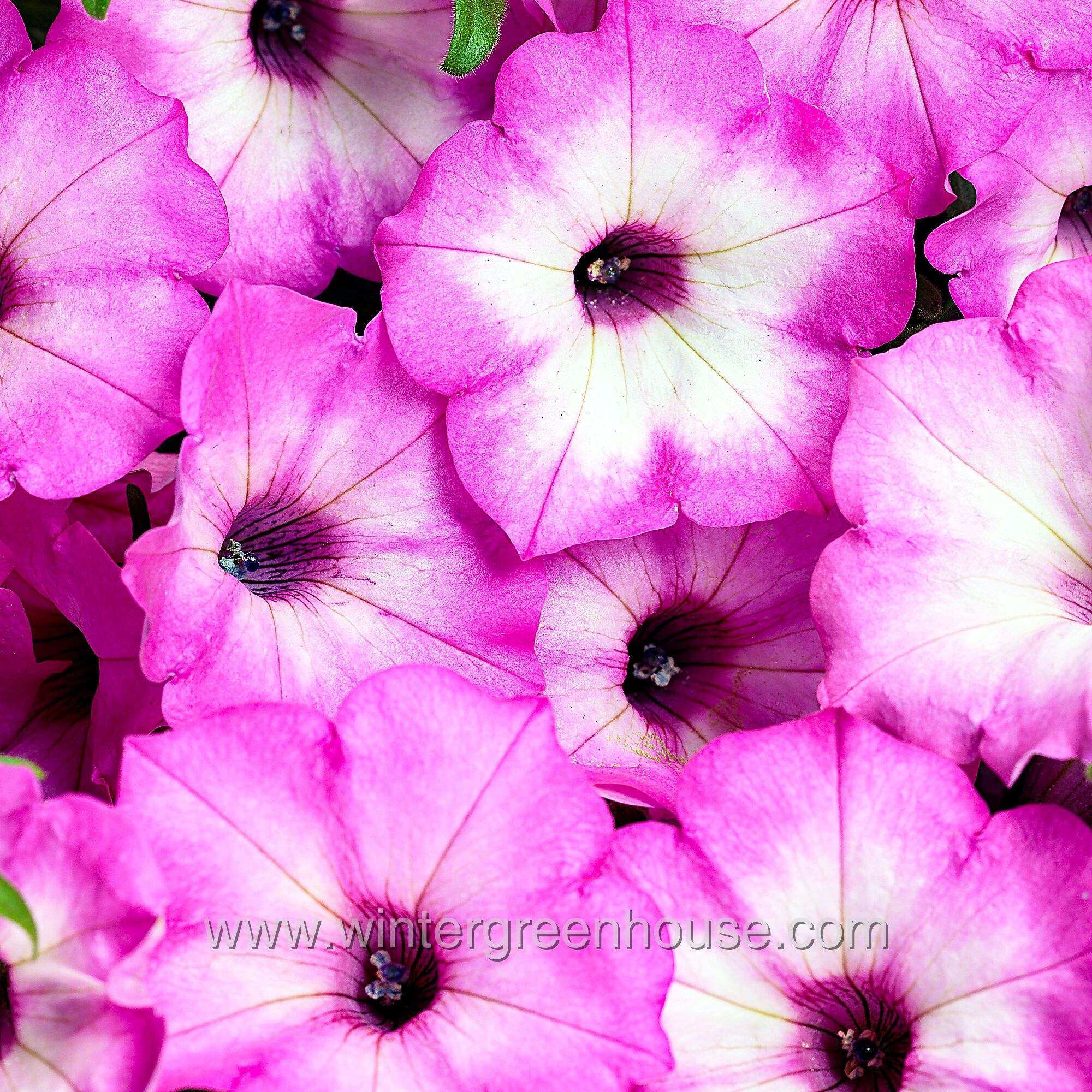 Winter Greenhouse - Supertunia, Pink Tiara > $8.99
