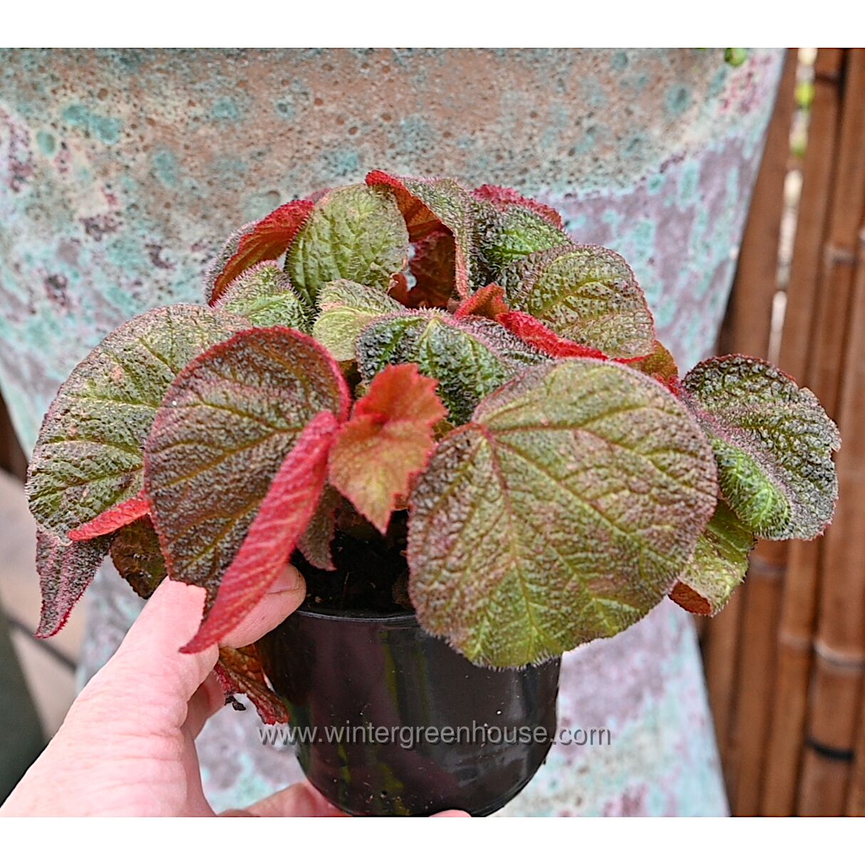 Winter Greenhouse - Begonia Art Hodes > $9.99