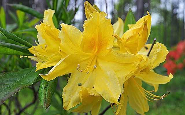 Close Ups - Winter Greenhouse