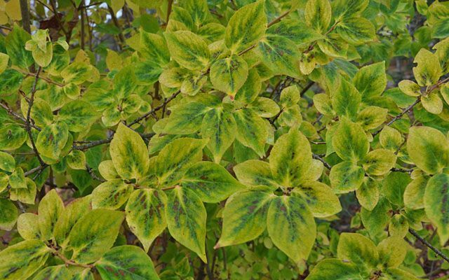 Close Ups - Winter Greenhouse