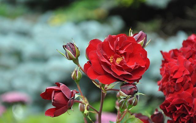 Close Ups - Winter Greenhouse