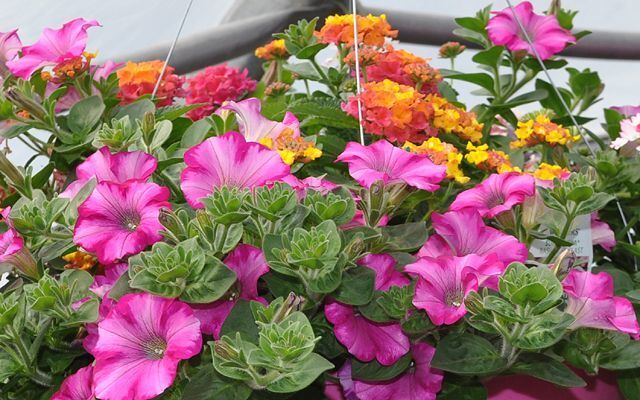 Combination Plantings - Winter Greenhouse