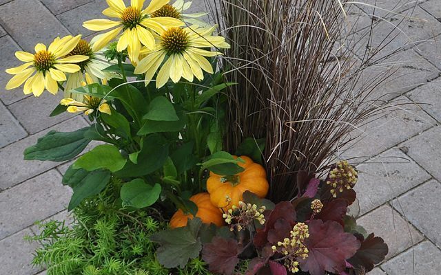 Combination Plantings - Winter Greenhouse