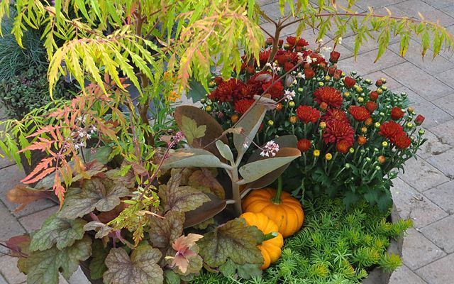 Combination Plantings - Winter Greenhouse