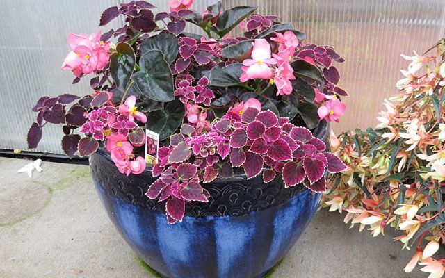 Combination Plantings - Winter Greenhouse