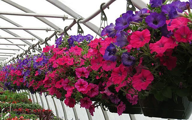 Combination Plantings - Winter Greenhouse