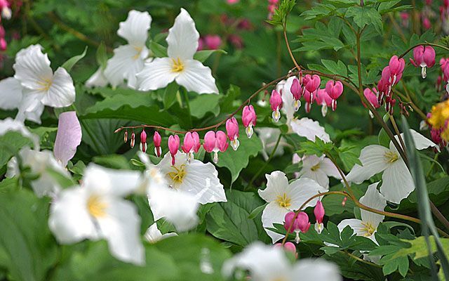Display Garden - Winter Greenhouse