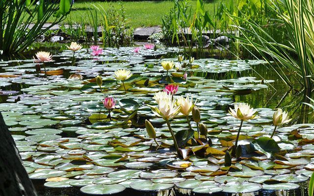 Display Garden - Winter Greenhouse