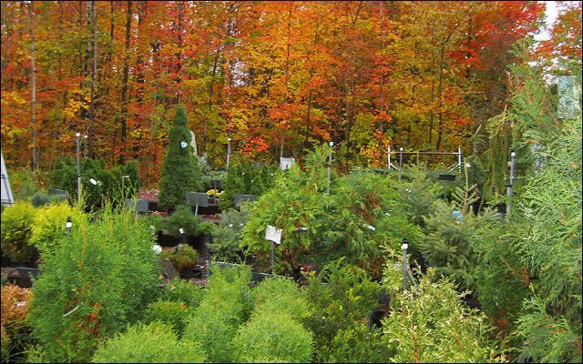 Greenhouse Areas - Winter Greenhouse