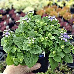 Winter Greenhouse